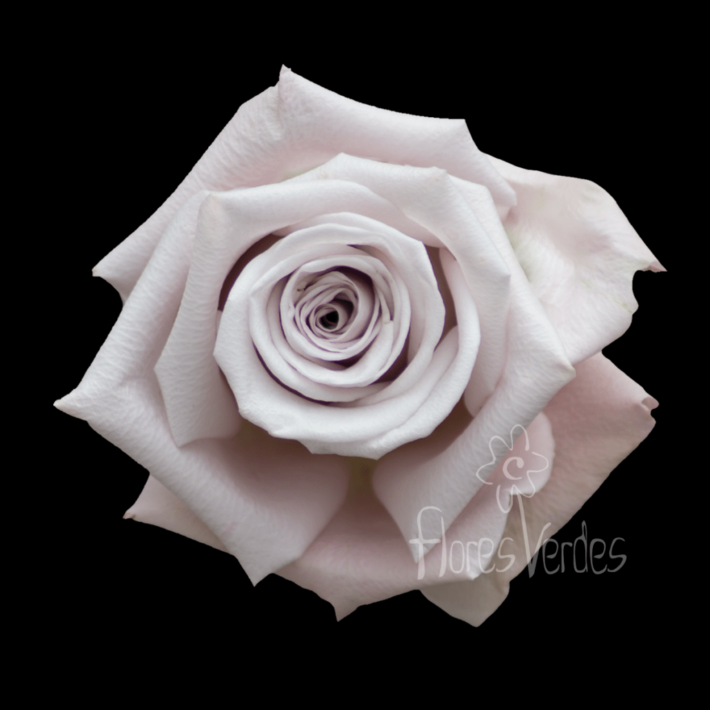 Menta – Flores Verdes