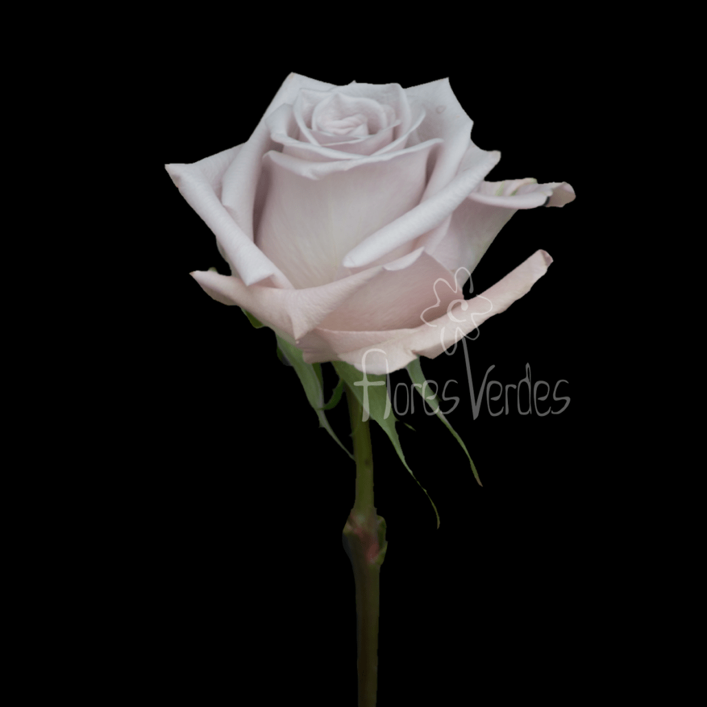 Menta – Flores Verdes
