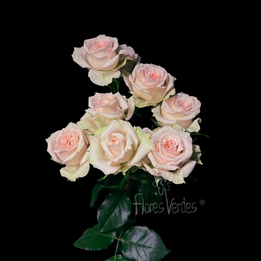 Spray Roses – Flores Verdes