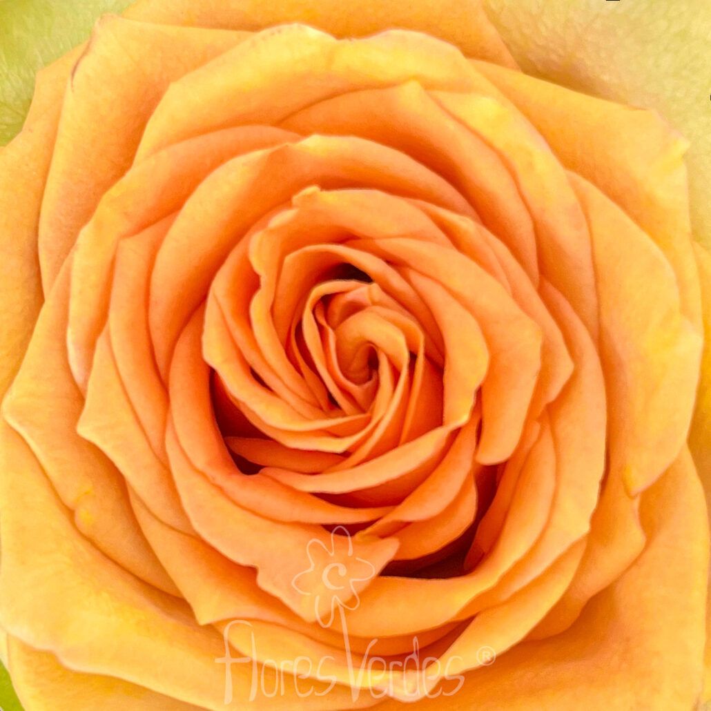 Tropic Versilia – Flores Verdes